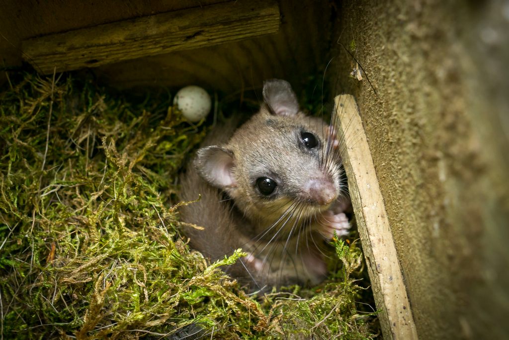 Gorzowski Park Krajobrazowy - Zespół Parków Krajobrazowych Województwa ...